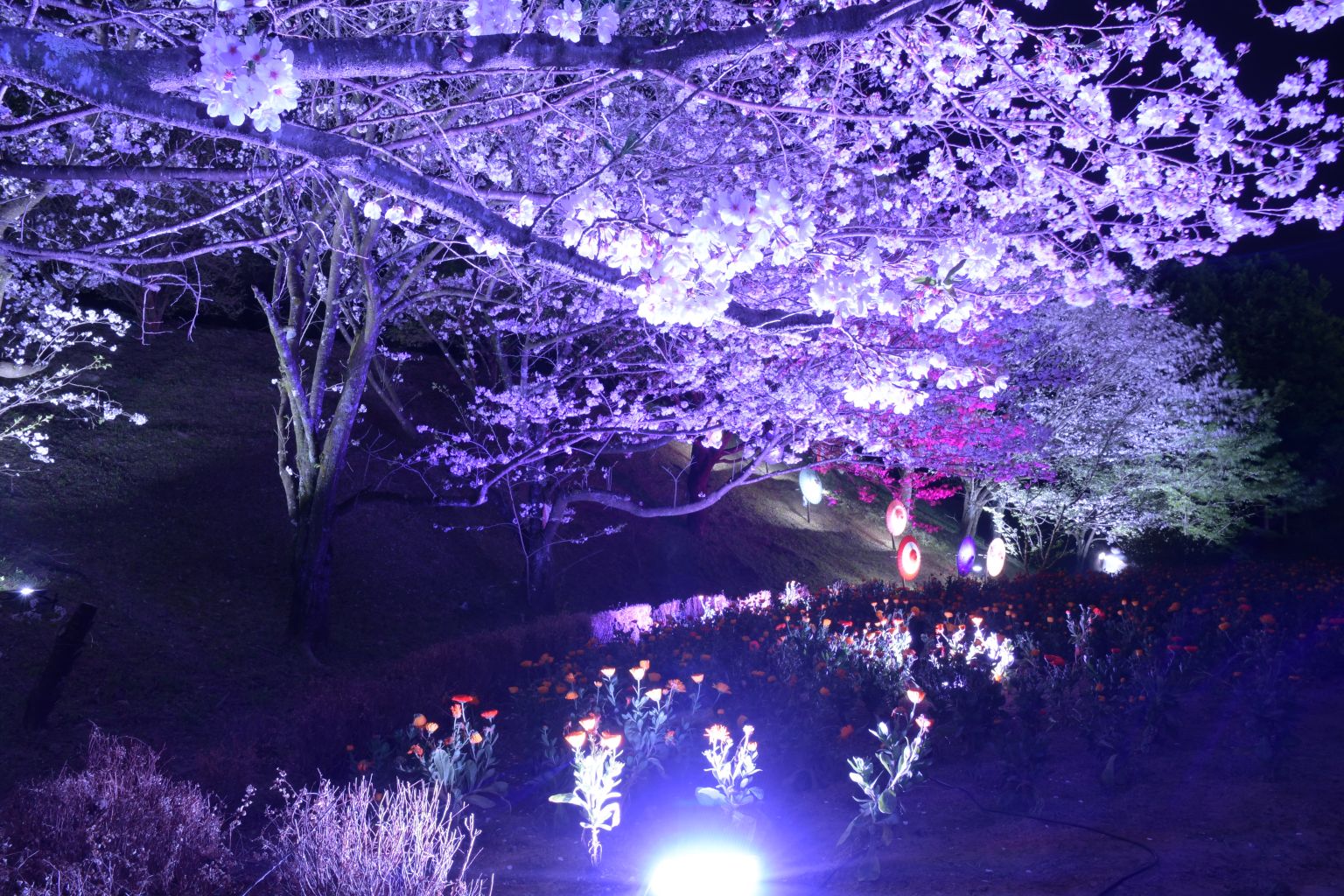 2000本の夜桜と和傘のコラボレーション「げいせい桜まつり」開催 ‹ おでかけ ‹ ほっとこうち